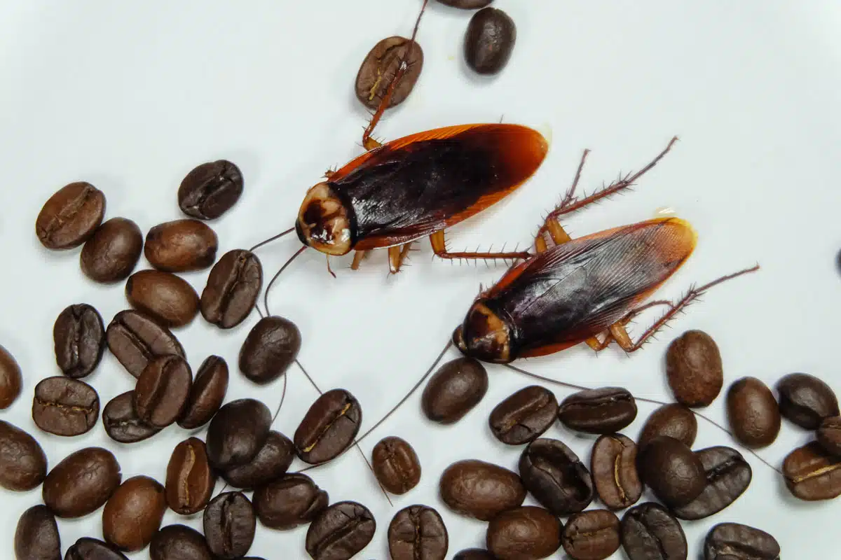 Bugs in your coffee? Surprising defects allowed in U.S. food