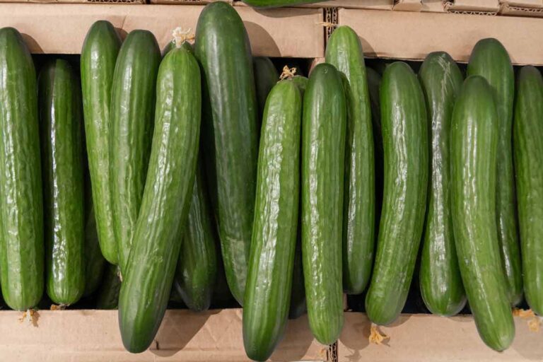 Cucumber recall due to potential salmonella contamination affects 26 ...