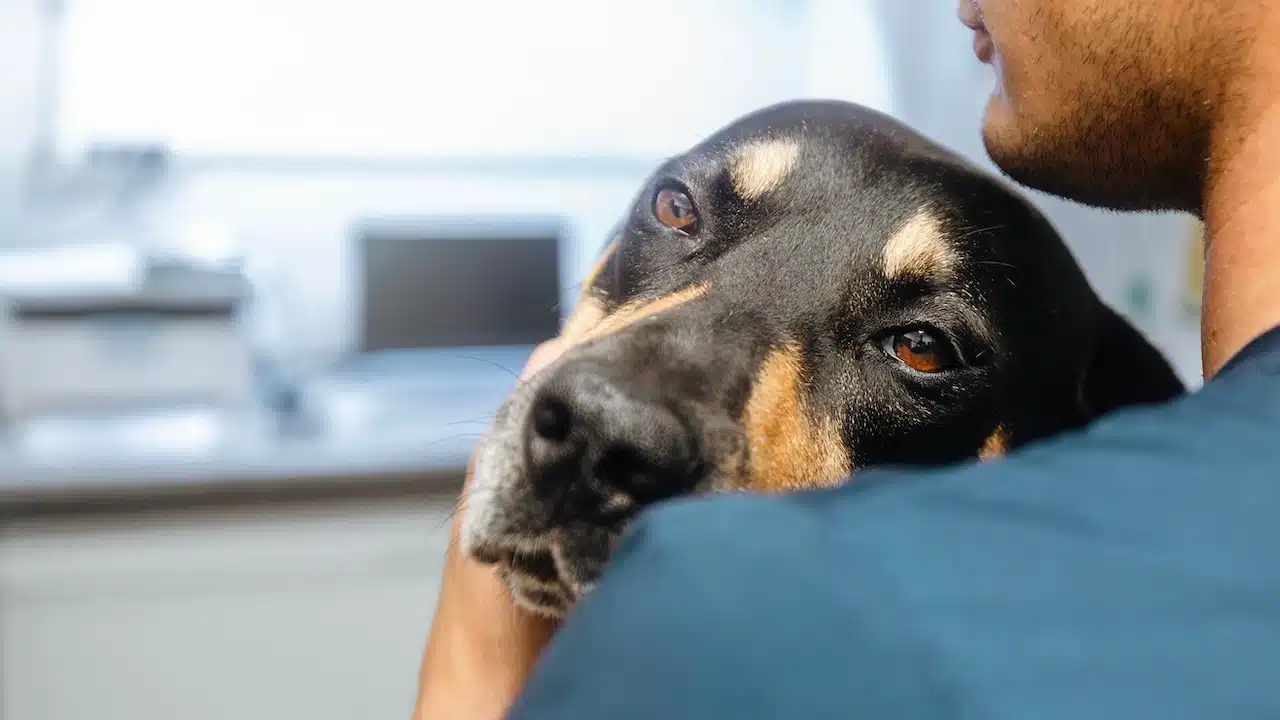 Nationwide customers sue over cancelled pet insurance despite ‘lifetime ...